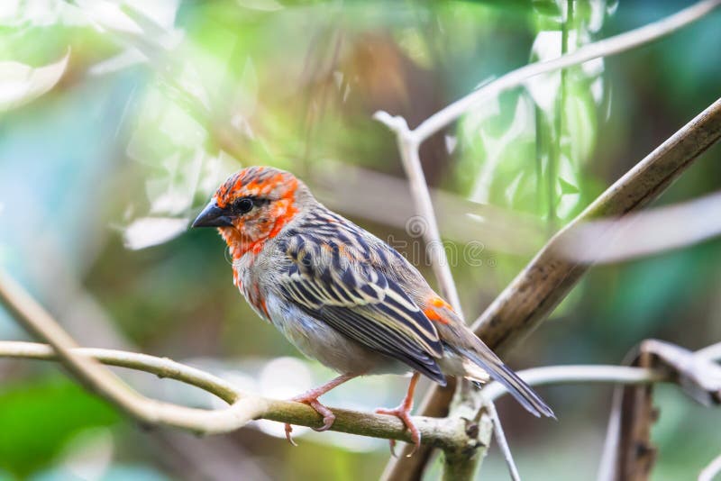 Madagascar fody stock photo. Image of seychelles, cardinal - 48526