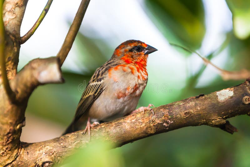 Madagascar Red Fody stock photo. Image of fauna, male - 58100466