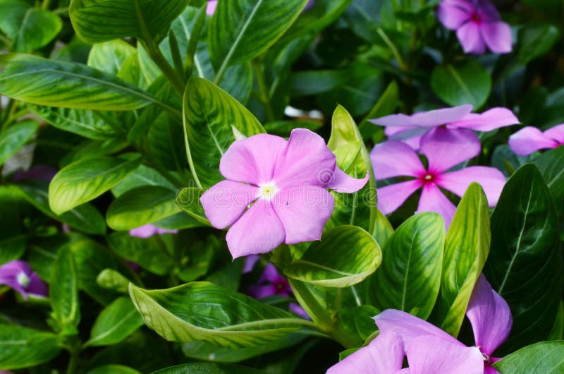 930 Rosy Periwinkle Photos - Free & Royalty-Free Stock Photos from ...