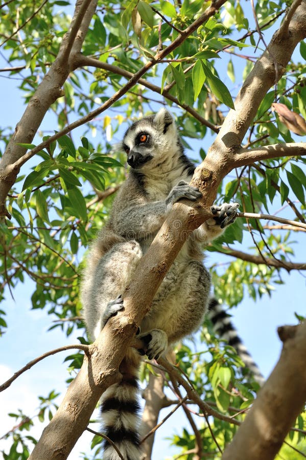 Madagascar S Ring-tailed Lemur with the Cub Stock Image - Image of ...