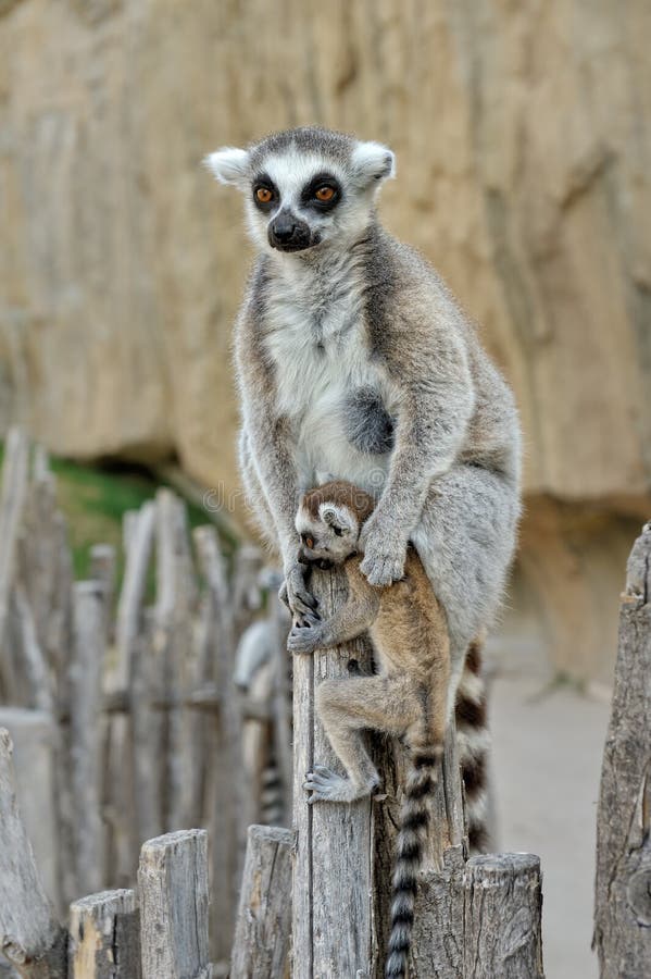 Madagascar S Ring-tailed Lemur with the Cub Stock Image - Image of ...