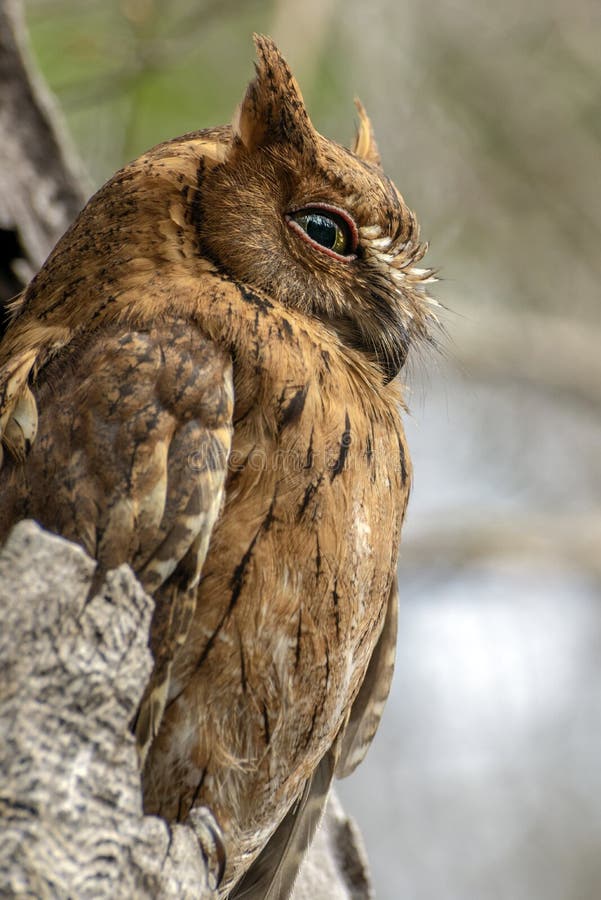 Madagascar Scops-owl Otus Rutilus, Pemba Dwergooruil, Malagasy Stock ...