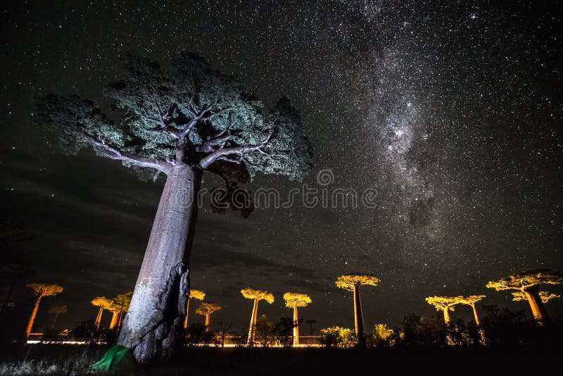 Madagascar Rainforest Gecko / Paroedura Masobe Stock Image - Image of ...