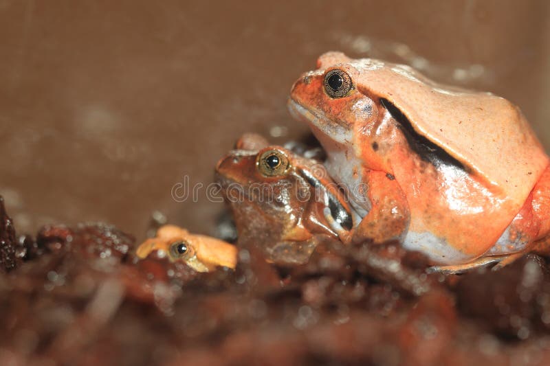 Comet Moth, Ranomafana NP, Madagascar Stock Photo - Image of moth, body ...