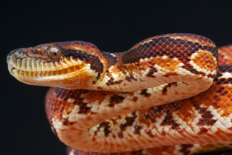 Madagascar Tree Boa stock photo. Image of predator, blue - 27178856