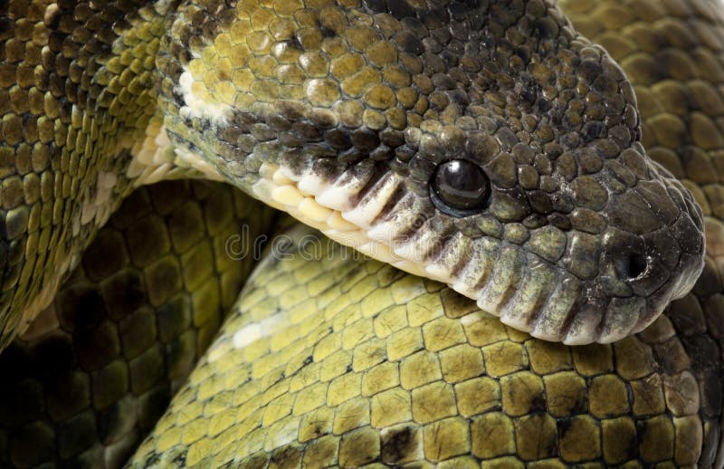 Gaboon viper stock photo. Image of heavy, africa, snake - 19351312