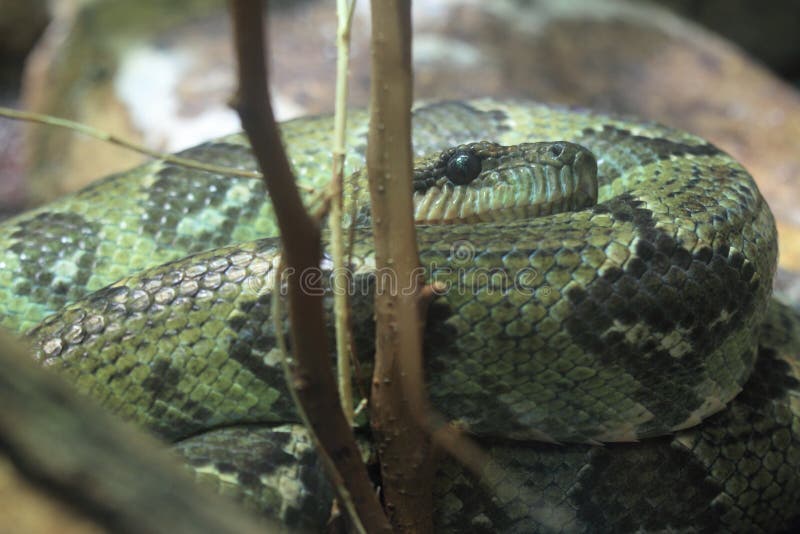 Madagaskar-Baumboa (Sanzinia Madagascariensis) Stockfoto - Bild von ...
