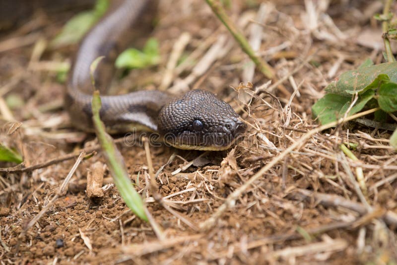 Schlange Madagassisches Riesiges Hognose, Madagaskar-wild Lebende Tiere ...