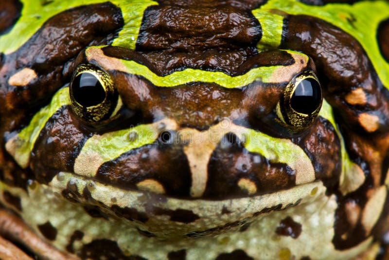 Madagaskar-Regenfrosch stockfoto. Bild von haustiere - 24079266