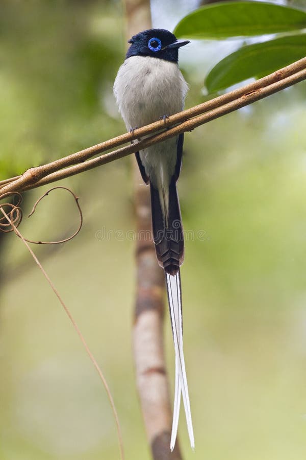 Madagaskarparadijsmonarch, Madagascar Paradise-Flycatcher, Terpsiphone ...