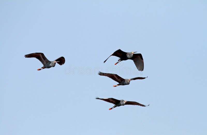 Madagaskarzilverreiger, Dimorphic Egret, Egretta Dimorpha Stock Image ...