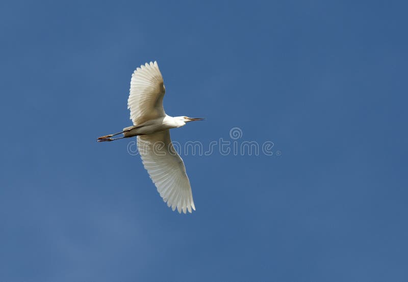Madagaskarzilverreiger, Garceta Dimorfa, Dimorpha Del Egretta Foto de ...