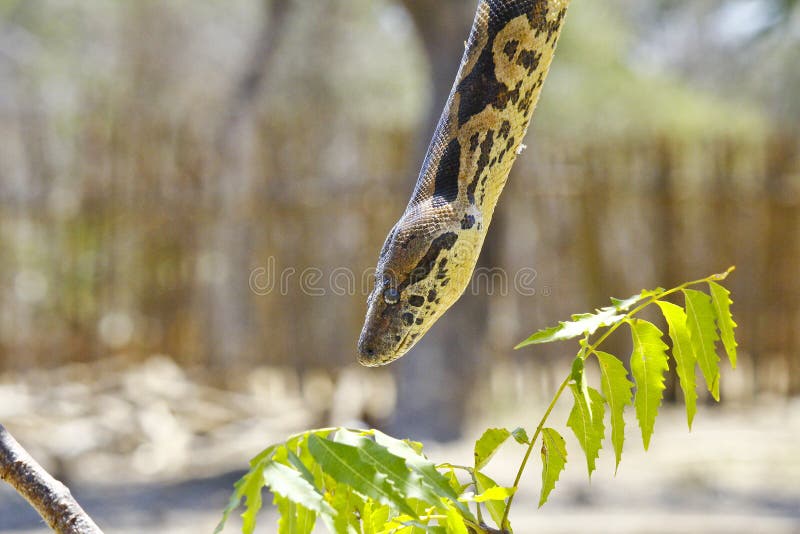 Madagassische Oder Madagaskar-Baum-Boa Stockfoto - Bild von madagaskar ...
