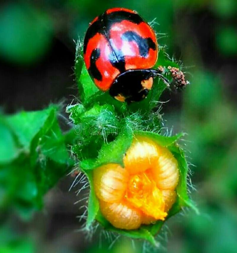 Madame Bugs image stock. Image du lame, flore, dame, fleur - 90123601