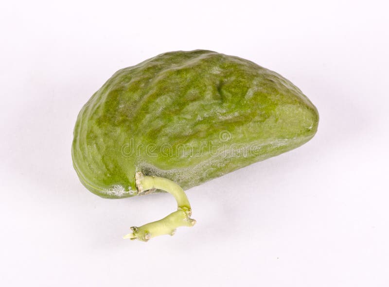 Aak Pod Stock Photos - Free & Royalty-Free Stock Photos from Dreamstime