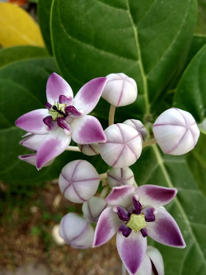 Flower of aakda madar stock photo. Image of beauty, details - 99728490