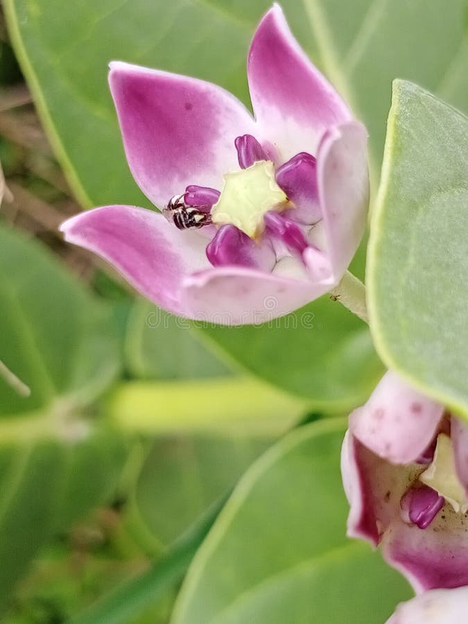 Madar Flower Opening Umbel Beautiful Stock Photo - Image of magar ...
