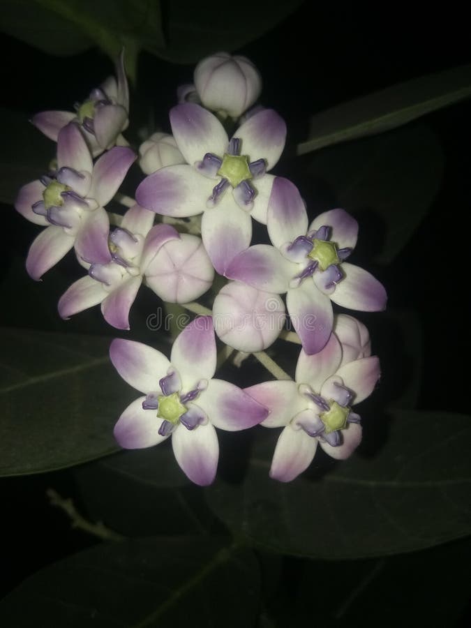 Madar Plant in India stock photo. Image of plant, flower - 203033772