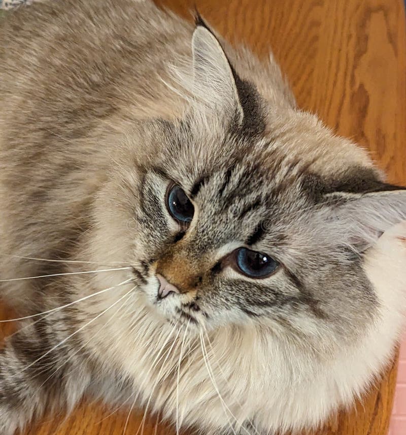 Maddie - the Neva Masquerade Cat Stock Photo - Image of masquerade ...