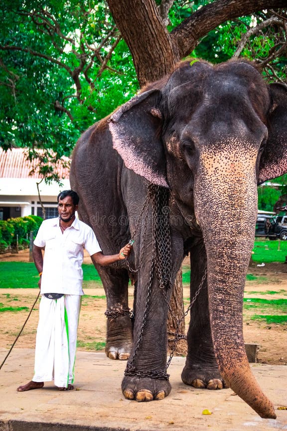 Elephant in Kataragama Devalaya. His Name is Maddu. Editorial Stock ...
