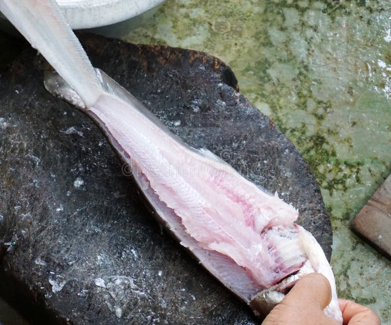 Made Fish Ball stock image. Image of fresh, cooking, cuisine - 96853881