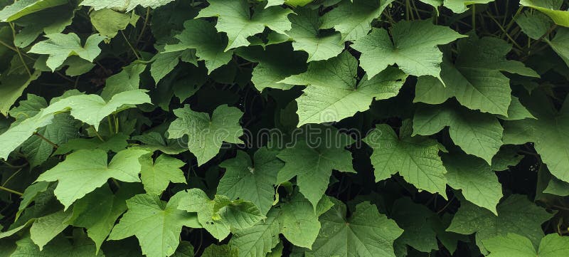 Creative Layout Made of Green Leaves with White Frame. Flat Lay. Nature ...