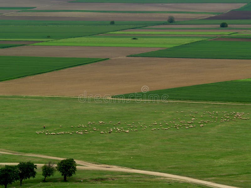 Made with sheep stock photo. Image of flock, livestock - 84522202