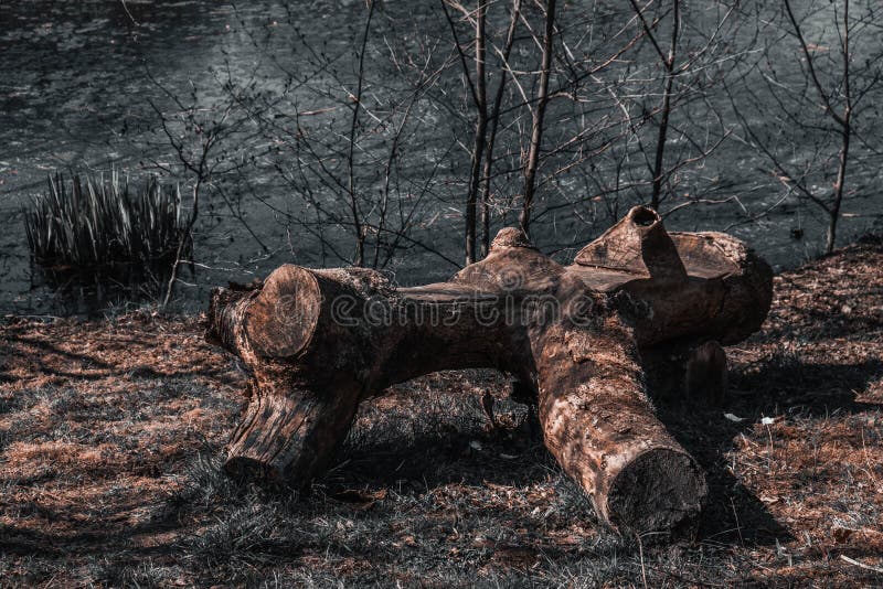Made for Sitting Old Curved Log on the Lake Stock Photo - Image of ...