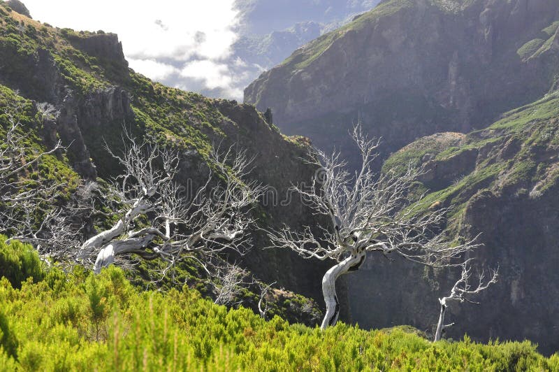 Madeira. Beautiful Landscapes of Madeira Stock Image - Image of island ...