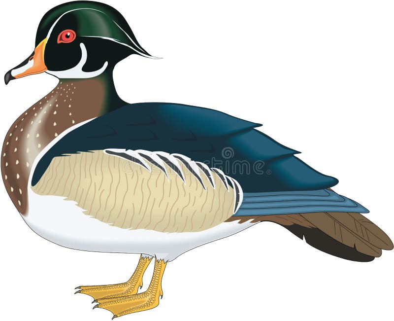 Madeira Duck Illustration ilustração do vetor. Ilustração de selvagem ...