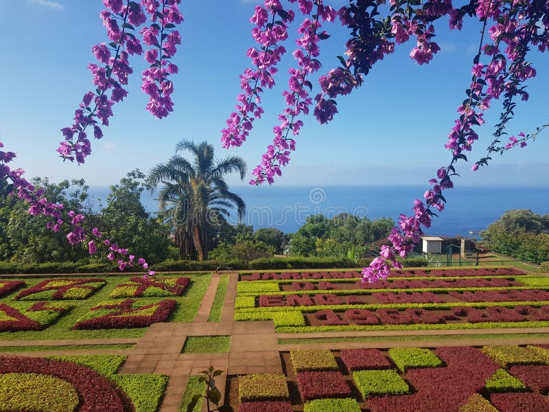 Madeira stock image. Image of nature, flower, beauty - 160972241