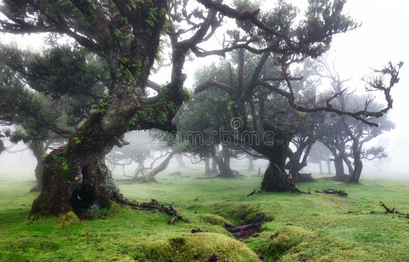 Madeira Island - Old Cedar Tree in Fanal Forest - Portugal Stock Image ...