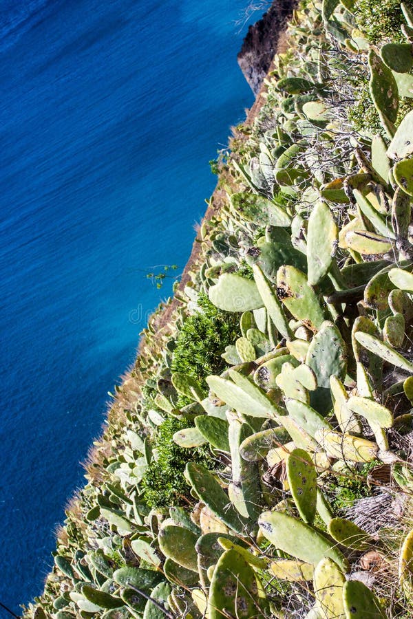 Madeira Mountains and Cliffs Cactus Stock Photo - Image of mountain ...