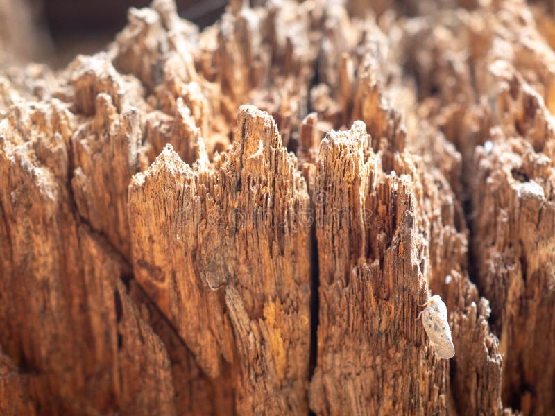 Madeira podre imagem de stock. Imagem de moagem, rachadura - 238001813
