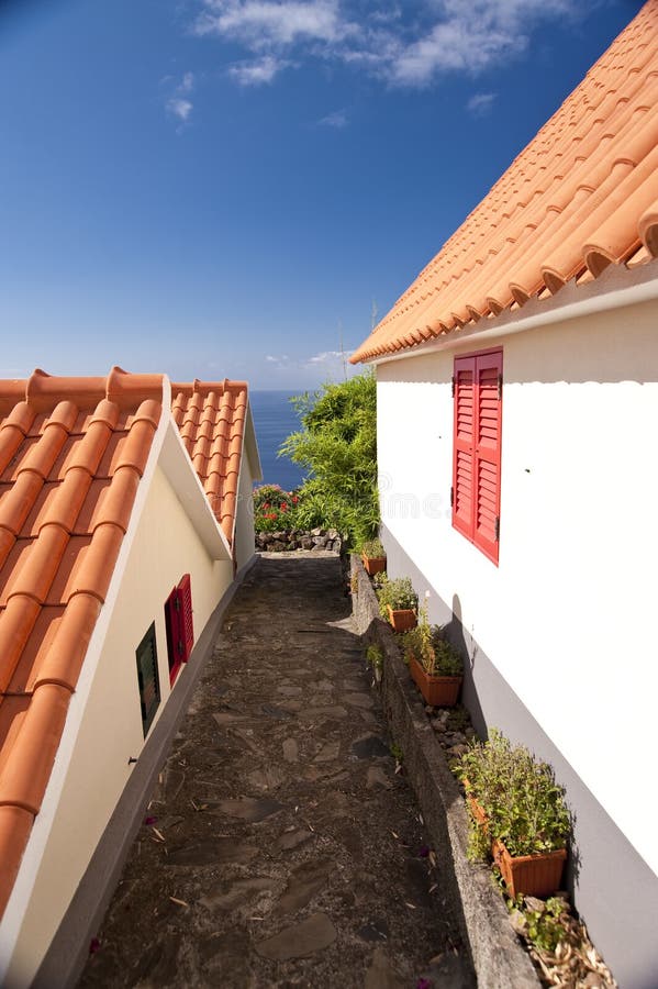 Madeira stock image. Image of portugal, flower, blossoming - 36908377