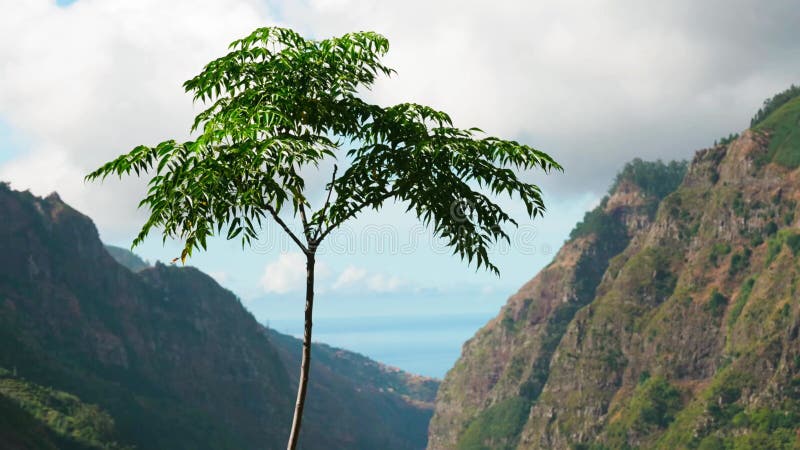 Madeira Trees and Mountain from the Island Top Stock Video - Video of ...