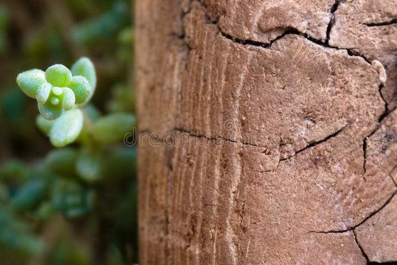Madeira Velha, Podre E Plantas Da Filial Imagem de Stock - Imagem de ...