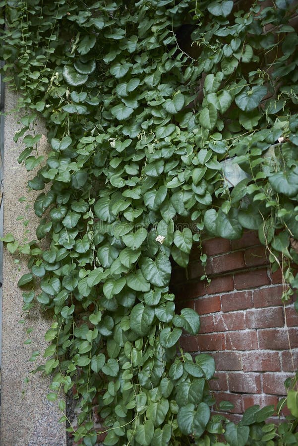 Madeira Vine Evergreen Climber Stock Photo - Image of inflorescence ...