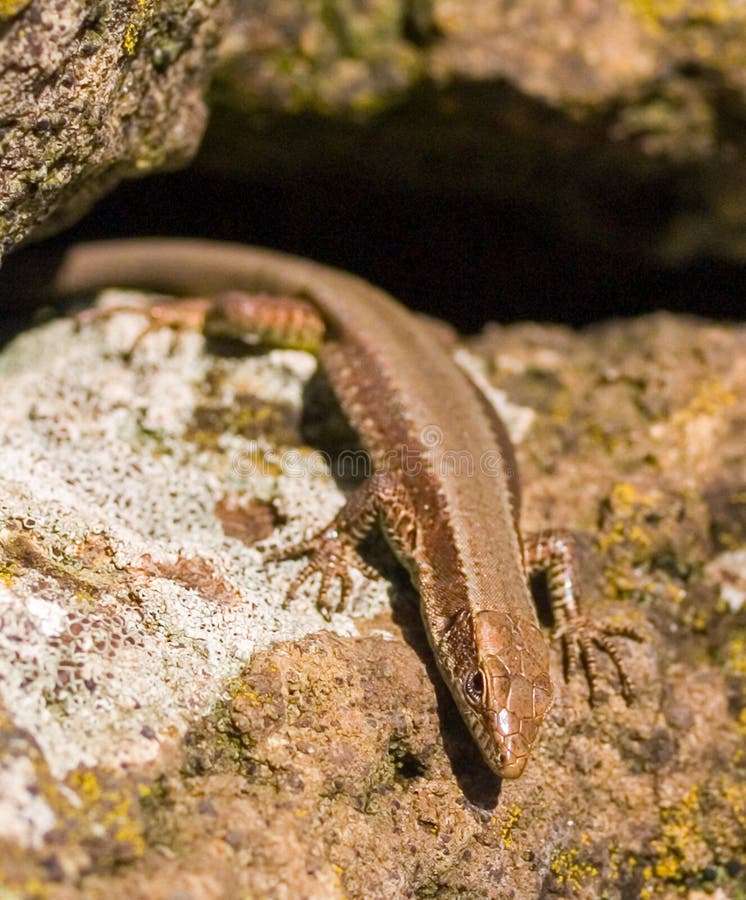 Madeira Wall Lizard, Teira Dugesii Stock Photo - Image of sunny, wall ...