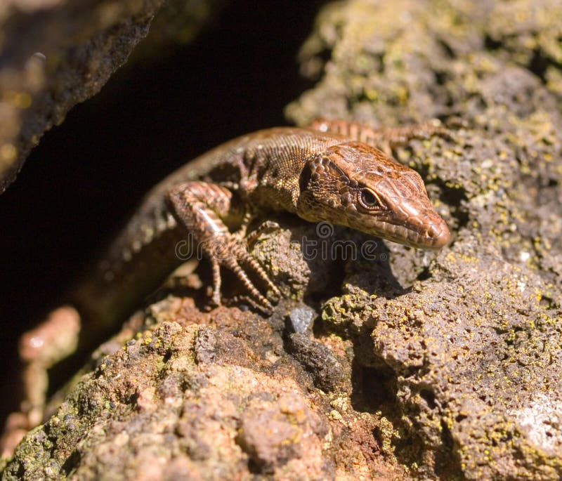 Madeira Wall Lizard / Teira Dugesii Stock Photo - Image of introduced ...