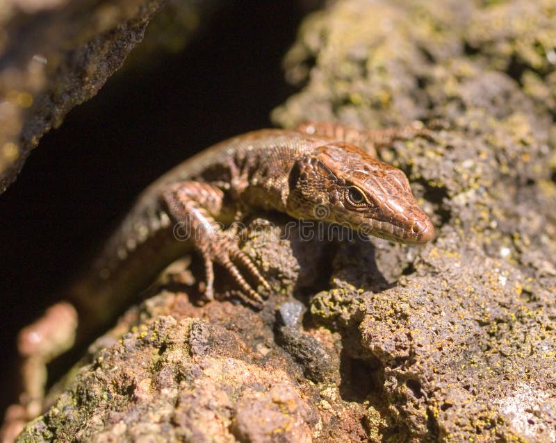 Madeira Wall Lizard, Teira Dugesii Stock Image - Image of macro, green ...