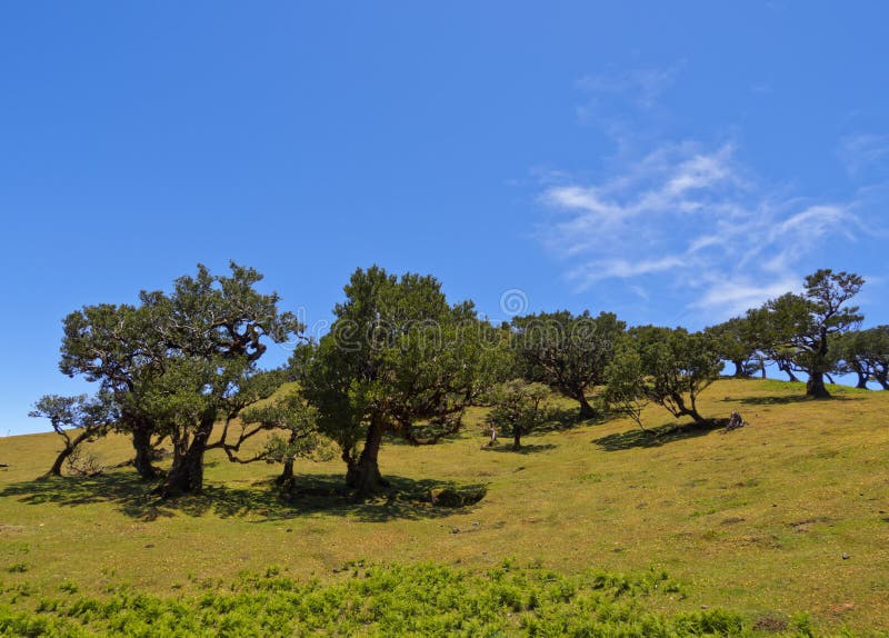 Madeiran Fanal stock photo. Image of horizontal, paul - 81280894