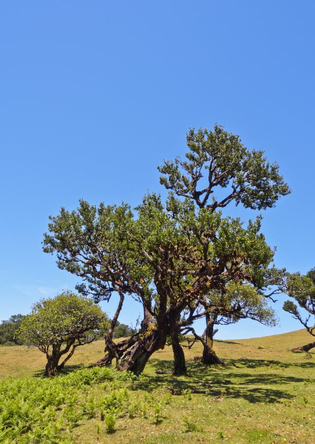 Madeiran Fanal stock photo. Image of exterior, fanal - 81286420