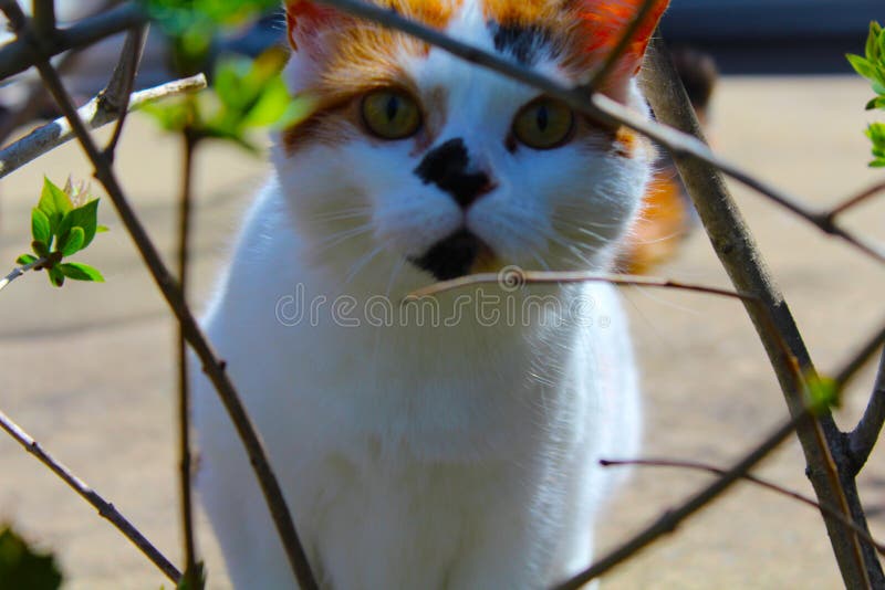 Mademoiselle, the Curious Spanish Cat Stock Image - Image of orange ...