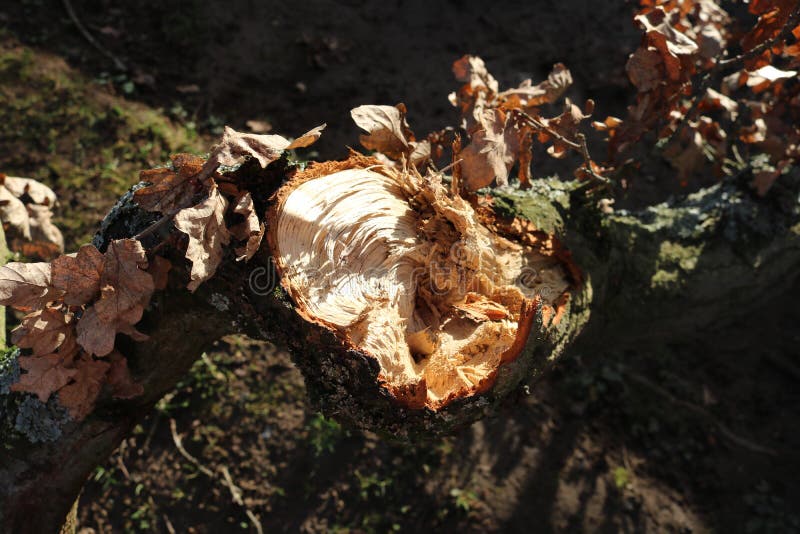 Madera astillada foto de archivo. Imagen de astillado - 110572388