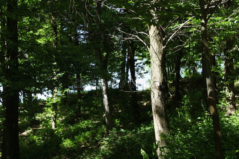 Madera Blanca En Los Bosques Foto de archivo - Imagen de madera ...