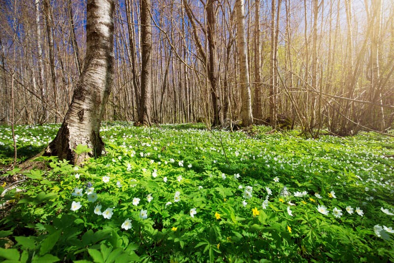 Madera Con Las Flores De La Primavera Imagen de archivo - Imagen de ...