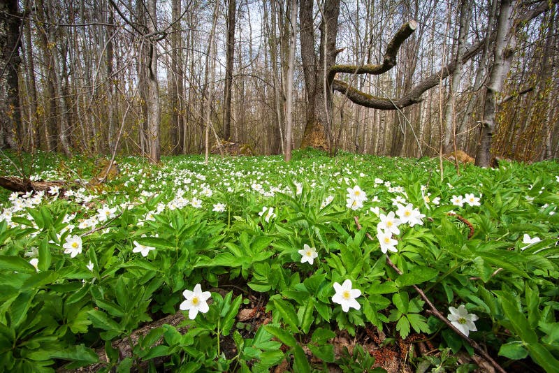 Madera Con Las Flores De La Primavera Imagen de archivo - Imagen de ...