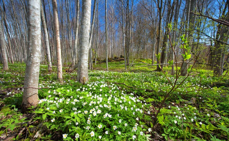 Madera Con Las Flores De La Primavera Foto de archivo - Imagen de ...