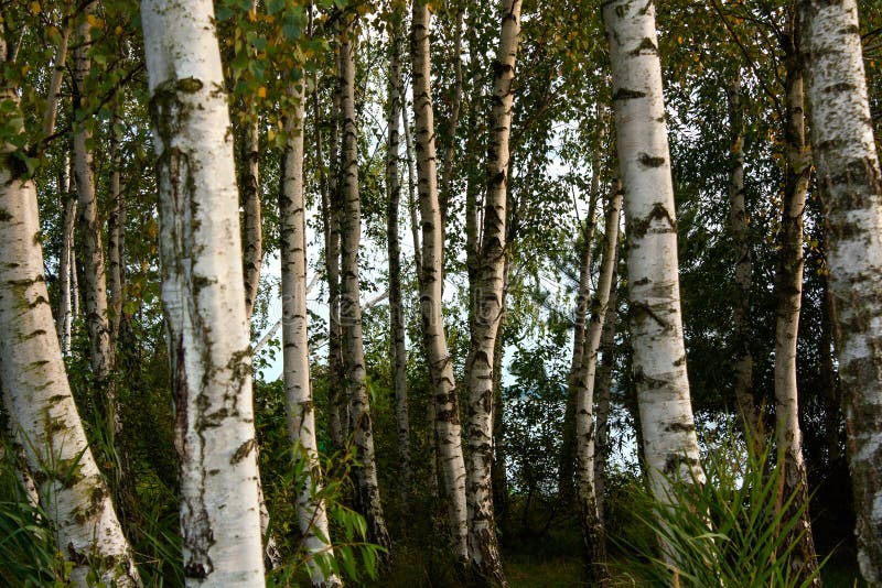Madera De Abedul Del Verano Foto de archivo - Imagen de naturalizado ...